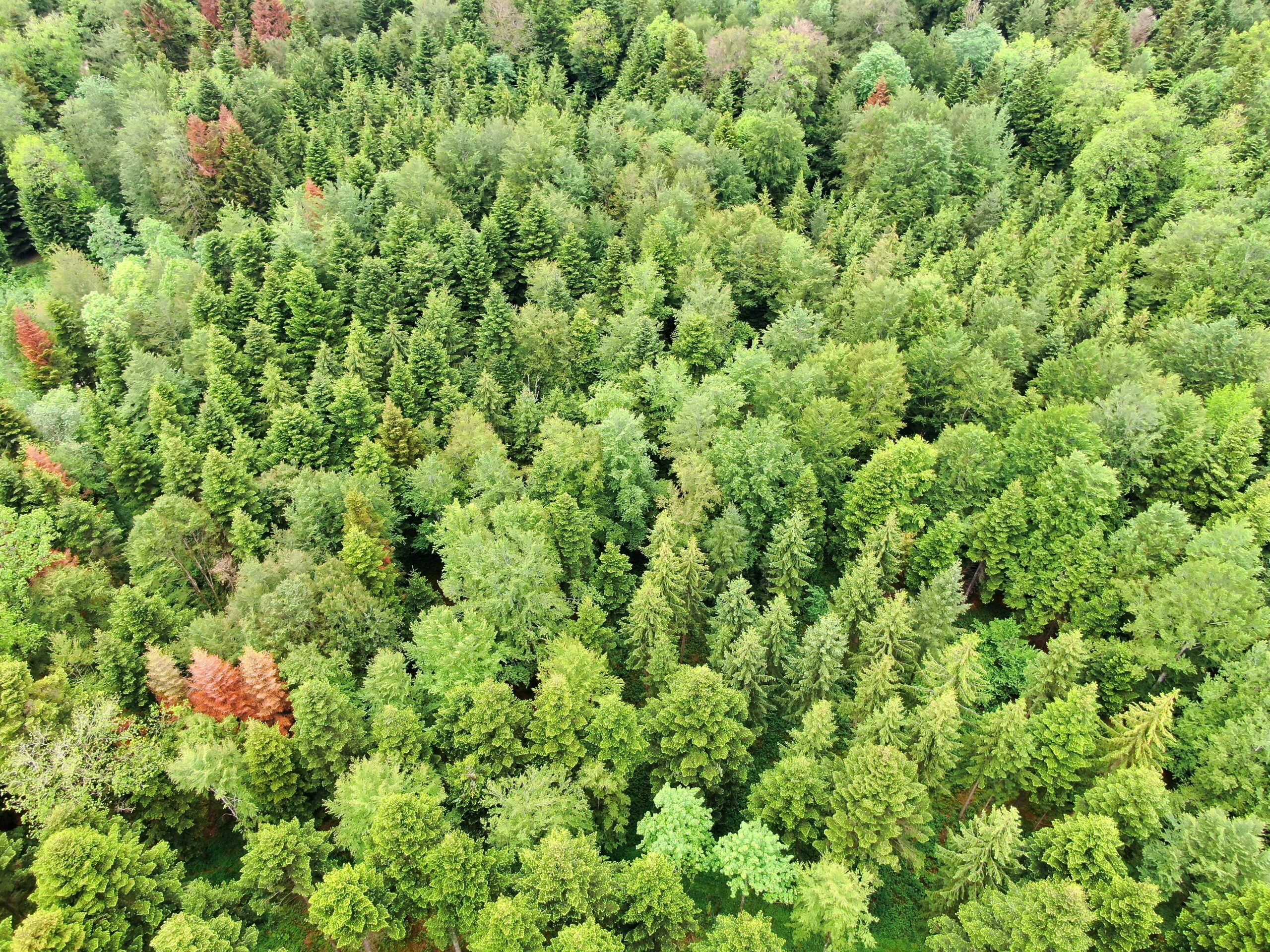 Are These Pine Trees The Key To Carbon Capture